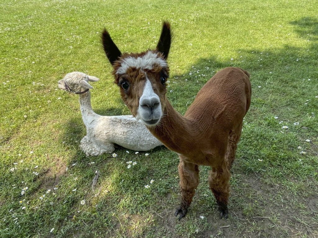Alpaca Spring Fling April 2, 2022! – Shady Lane Alpacas